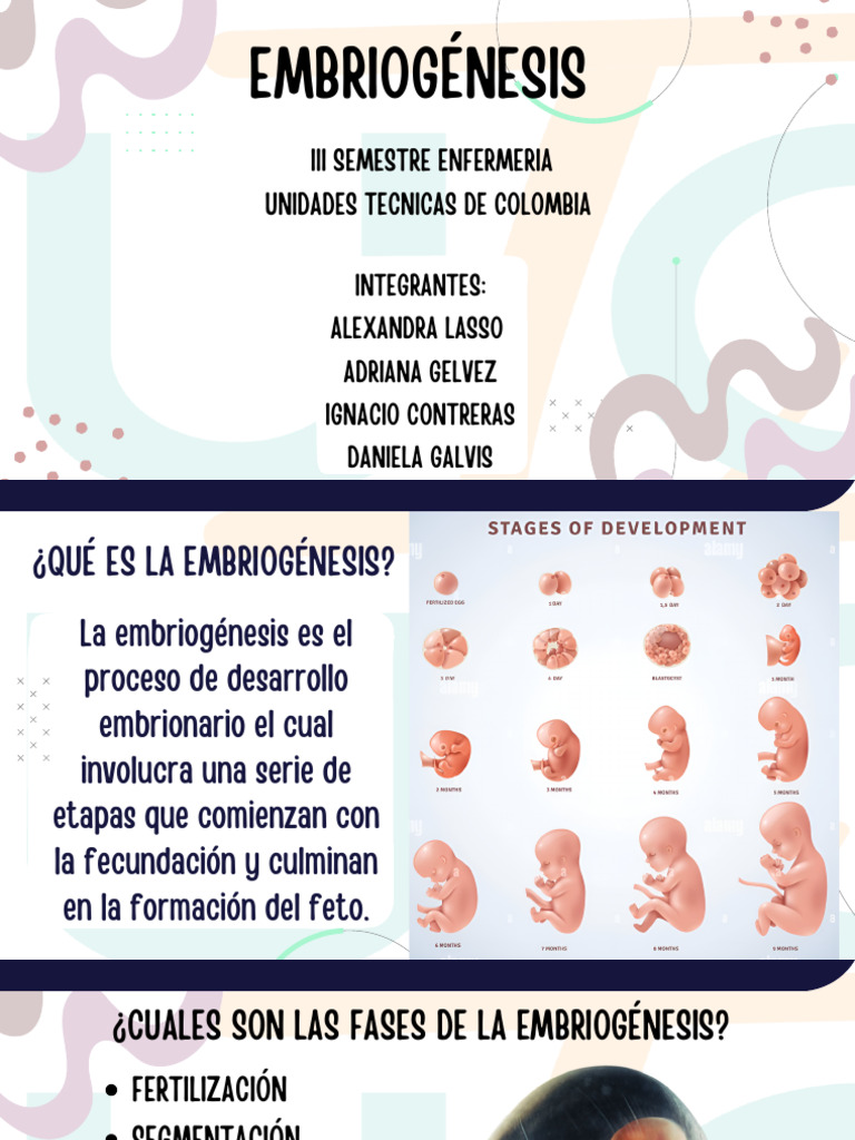 Etapas de la Embriogénesis Humana | PDF | Embrión | Zoología
