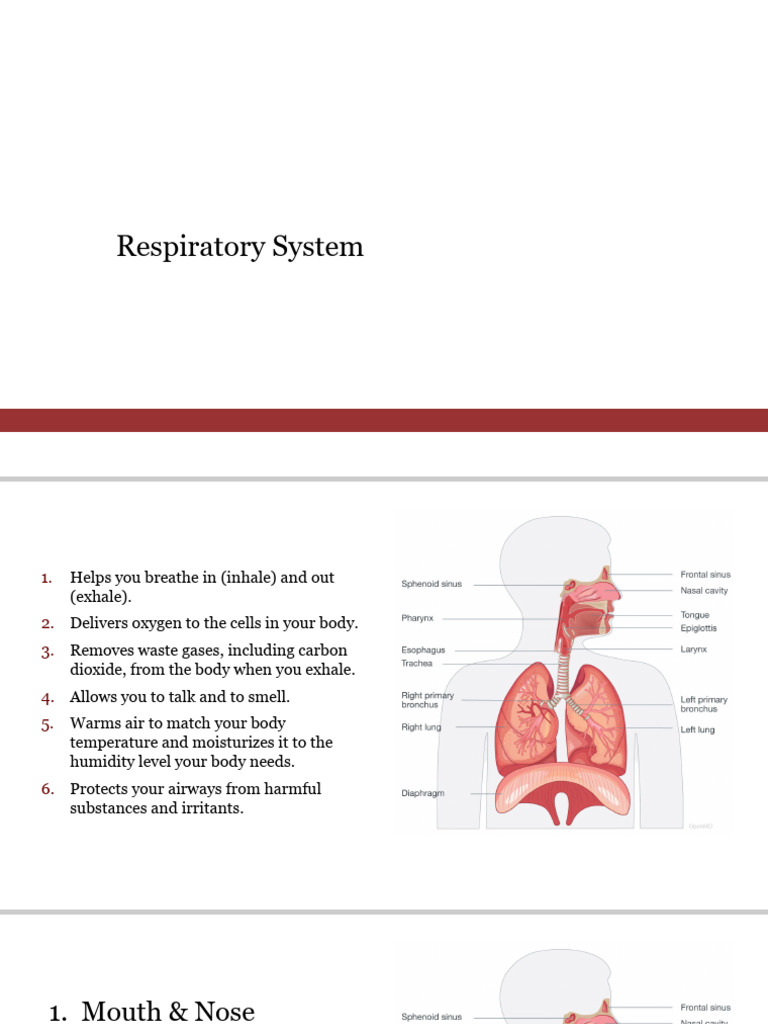 4- Respiratory System | PDF | Lung | Respiratory Tract