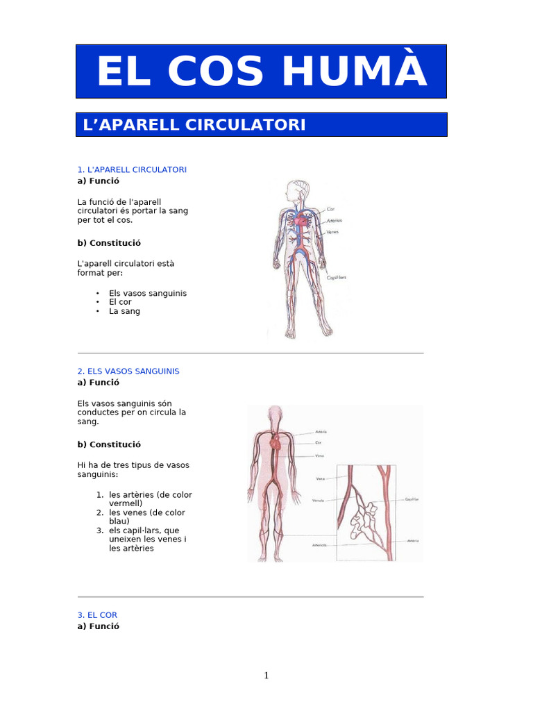 Aparell Circulatori | PDF