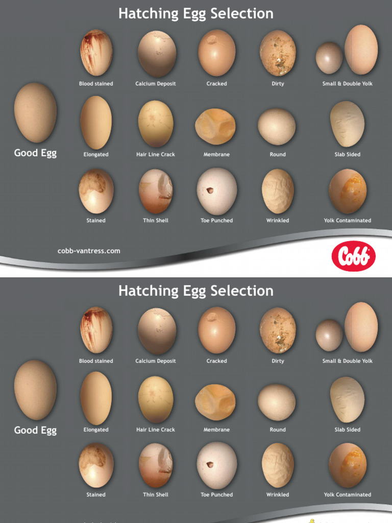 Hatching Egg Selection | PDF