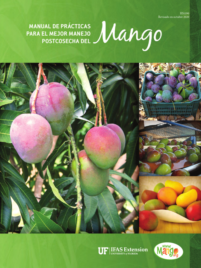 Mango Manejo de Post Cosecha | PDF | Mango | Cosecha