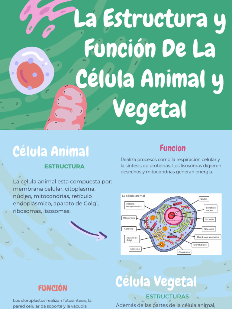 La Estructura y Función de La Célula Animal y Vegetal | PDF | Biología ...