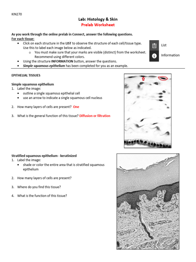 KIN 270 Lab Histology PRELAB Worksheet | PDF | Epithelium | Anatomy