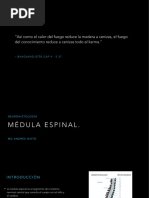 Laminas de Rexed | PDF | Materia gris | Médula espinal