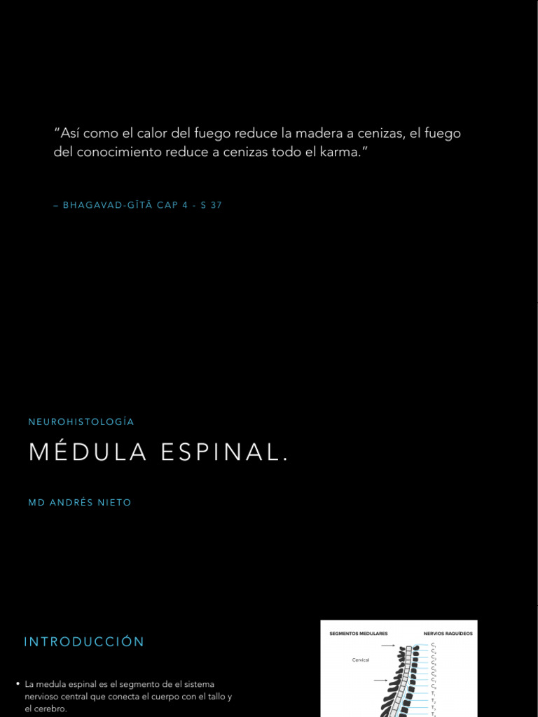 Medula Espinal T | PDF | Médula espinal | Materia gris