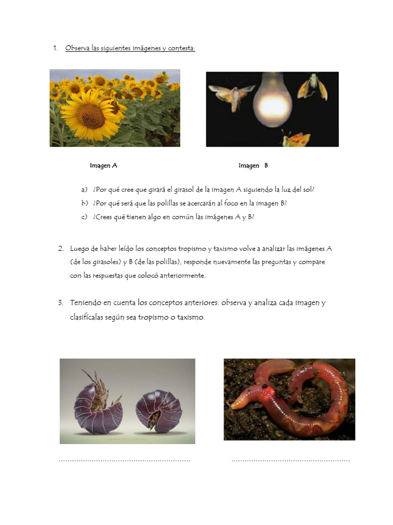 Act #7 Tropismo Taxismo | PDF