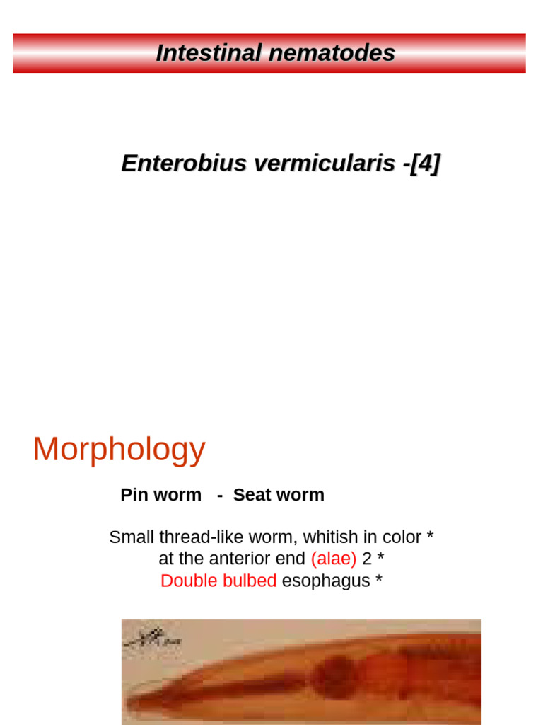 Enterobius and Ascariswithout Video | PDF | Medical Specialties ...