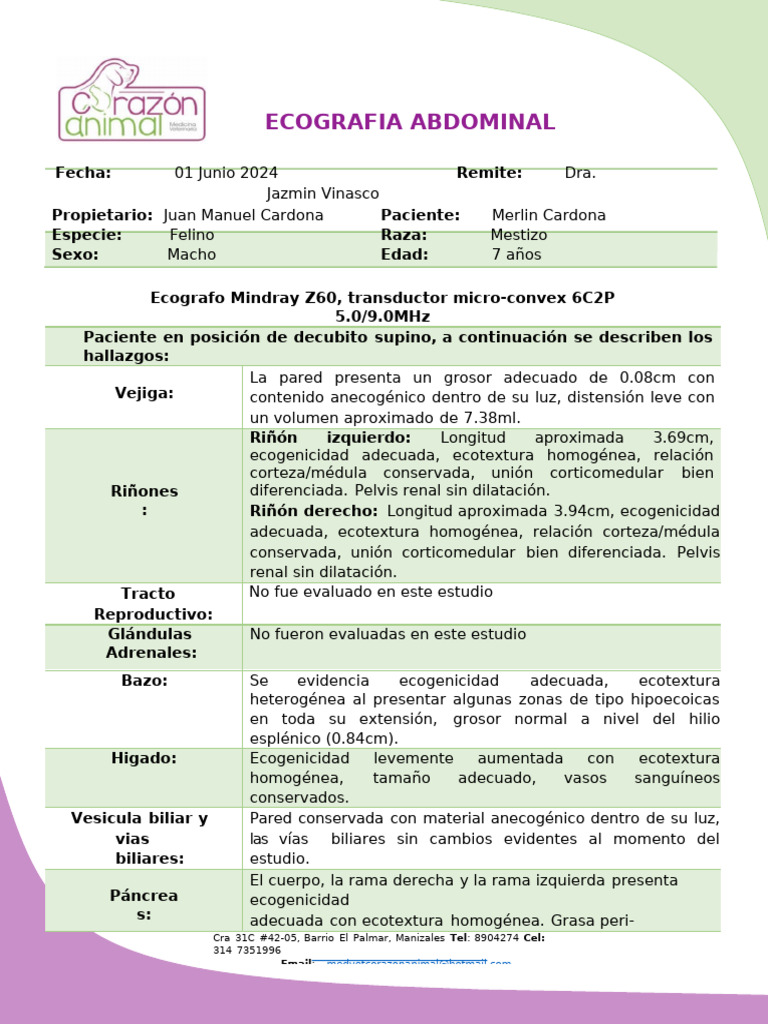Ecogenicidad en Ecografía Abdominal Felina | PDF | Riñón ...