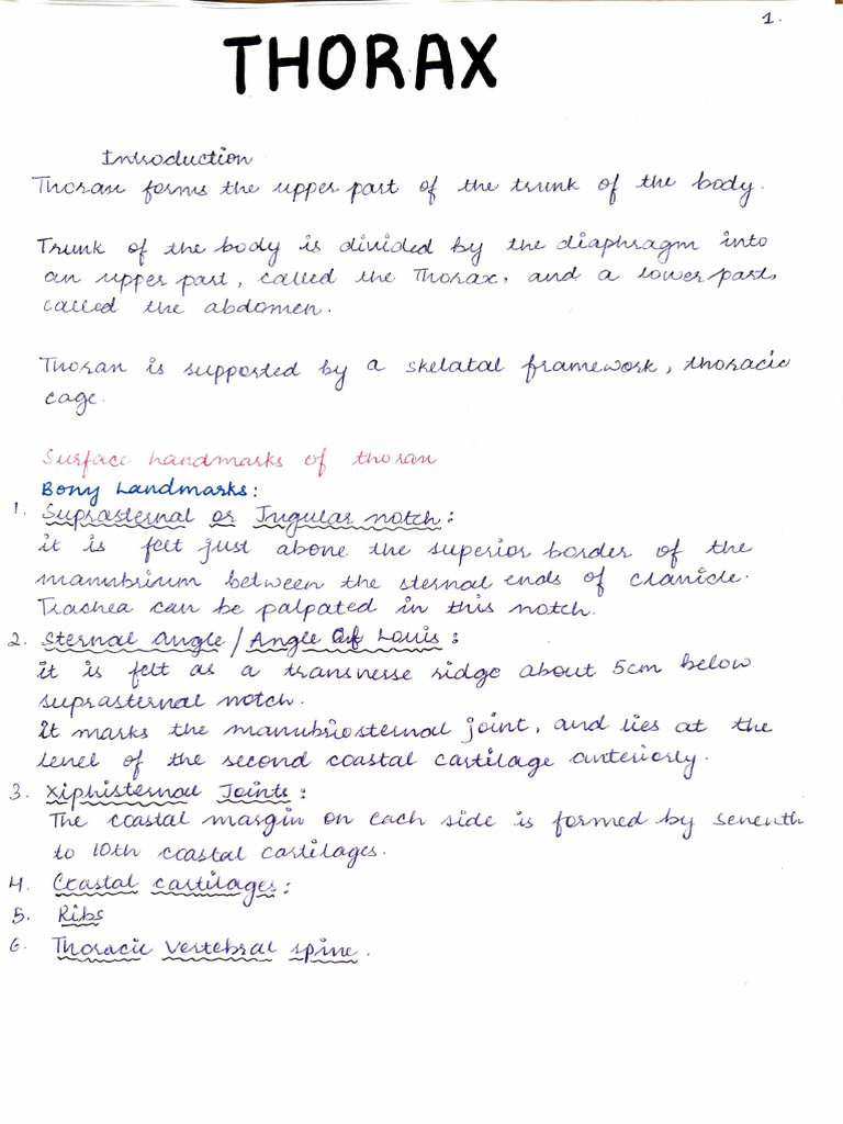 Thorax Notes | PDF