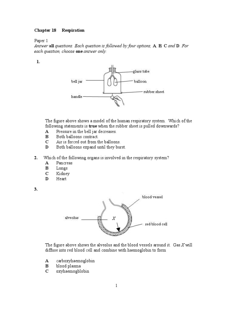 Human Respiratory System Worksheet | PDF | Respiratory System | Lung