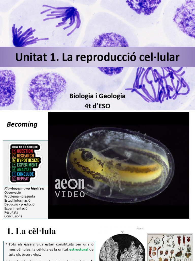 Presentació U1 La Reproducció Cel Lular 2425 | PDF
