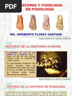 Anatomia Del Pie | PDF | Pie | Morfología (biología)