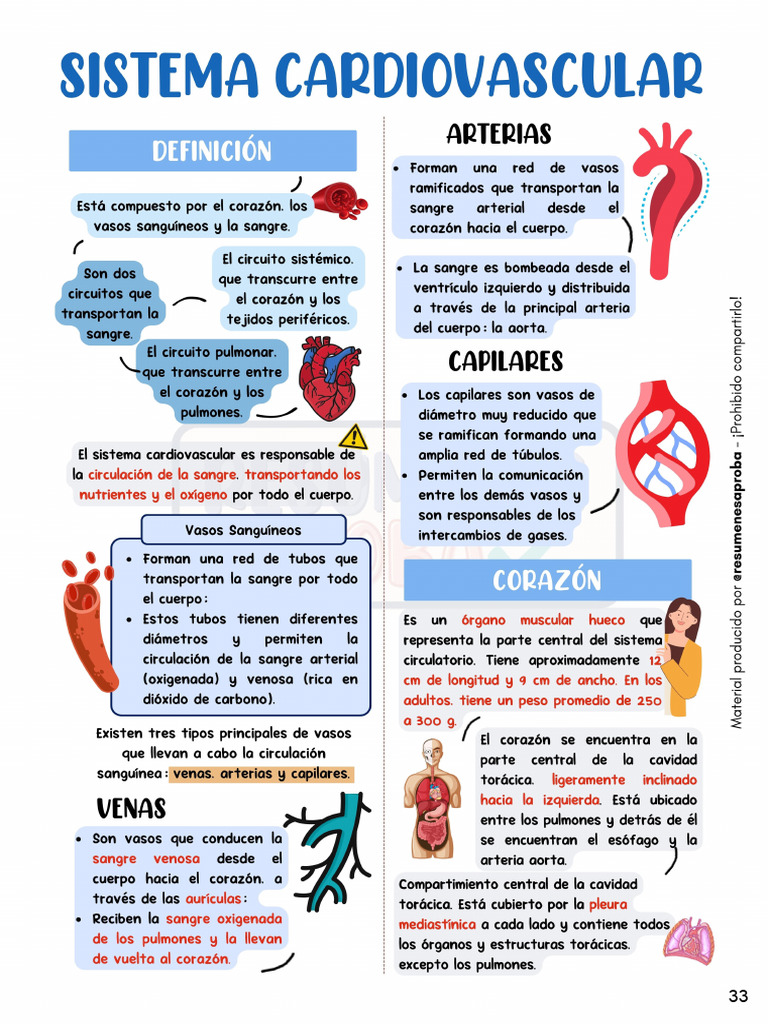 Sistema Cardiovascular | PDF