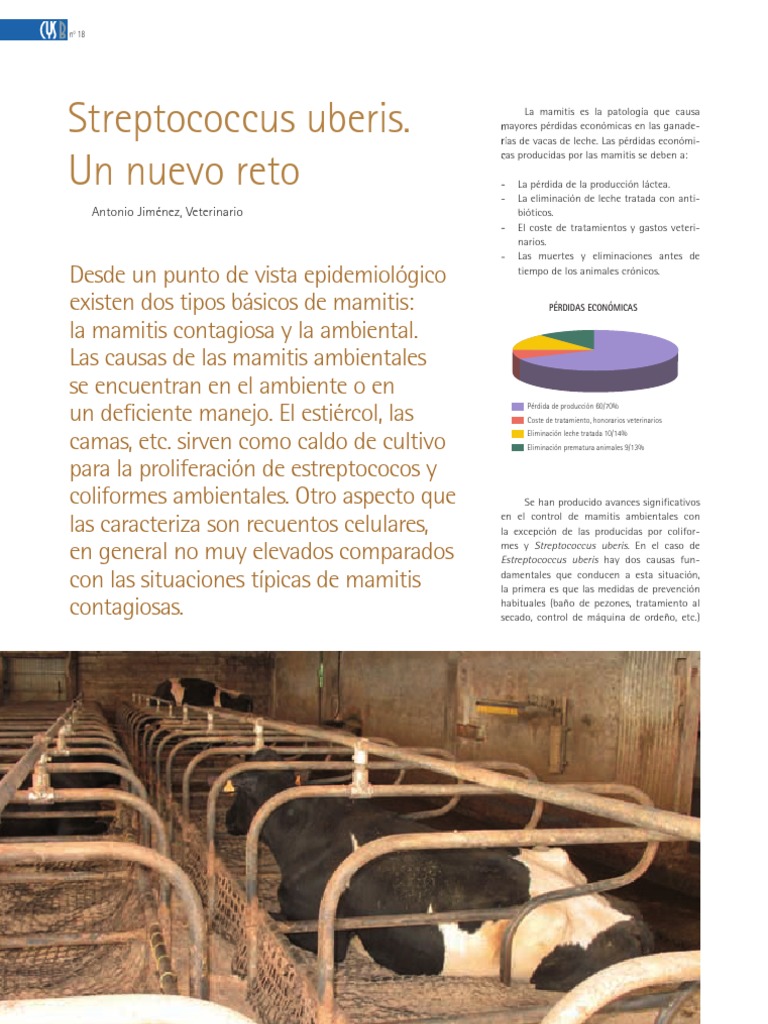 18 Streptococcus Uberis | PDF | Leche | Estreptococo