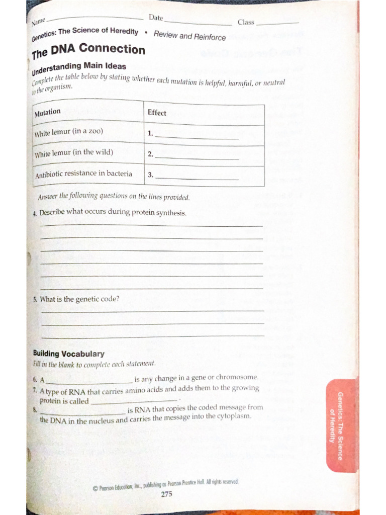 Worksheet DNA CONNECTION | PDF