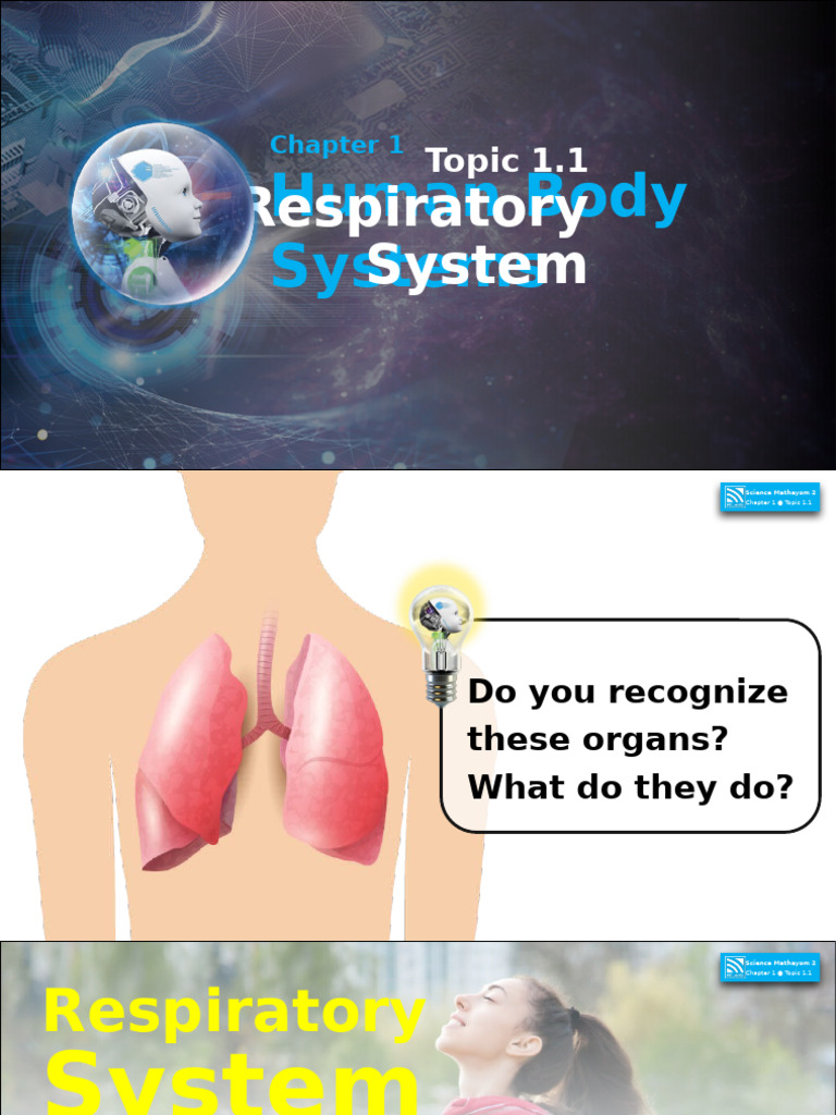 Topic 1.1 Respiratory System | PDF | Respiratory Tract | Breathing
