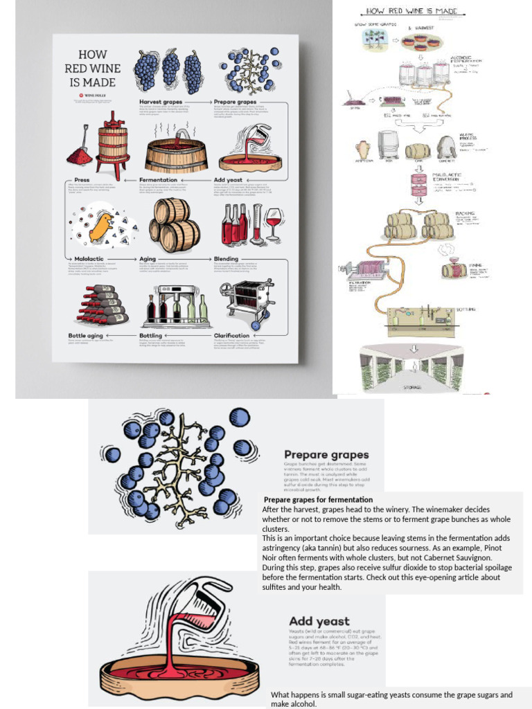 Red Wine Production Process Explained | PDF | Fermentation In ...