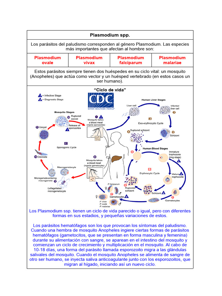Plasmodium SPP | PDF | Plasmodium | Malaria