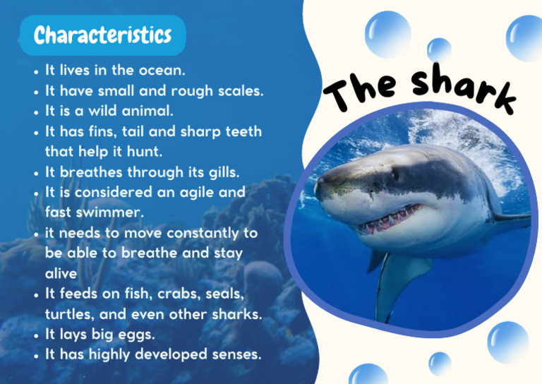 Ocean Predator: Shark Characteristics | PDF