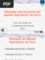 Pene de Perro - Anatomía, Características y Enfermedades | PDF | Pene ...