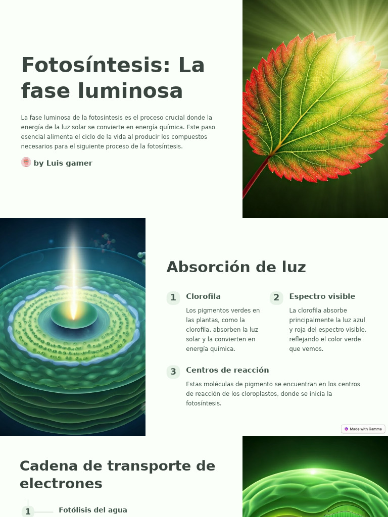 Fotosintesis La Fase Luminosa | PDF | Fotosíntesis | Trifosfato de ...