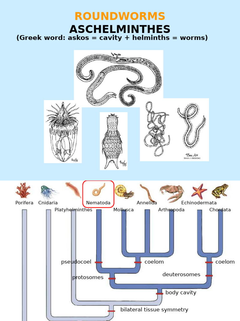 Szoo012-Aschelminthes 2024 | PDF | Nematode