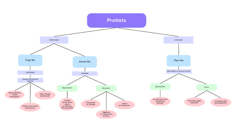 Protists Concept Map | PDF | Organisms | Biology