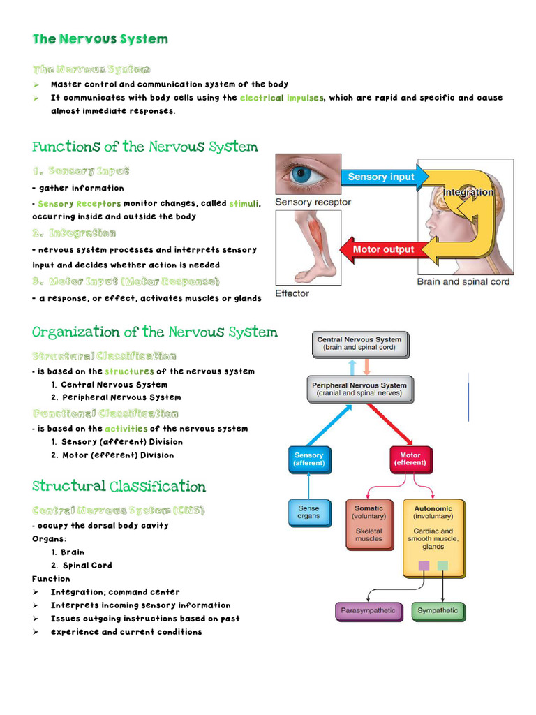 Nervous System Overview and Functions | PDF | Axon | Action Potential