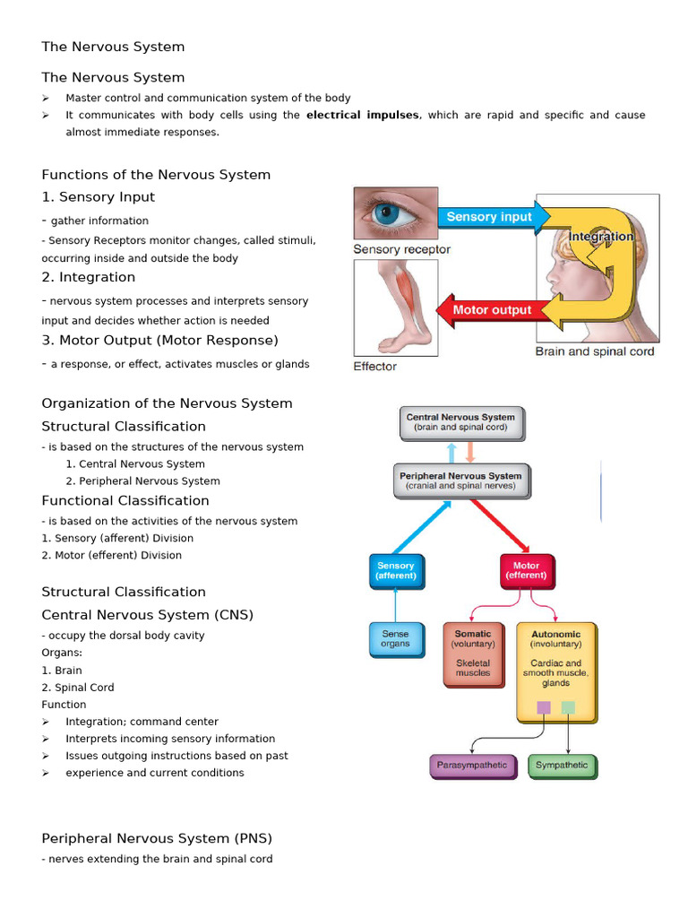 The Nervous System Notes Part 1 | PDF | Action Potential | Axon