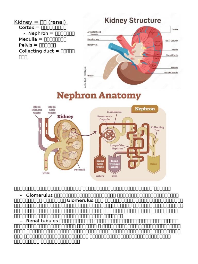 Kidney + Nephron | PDF