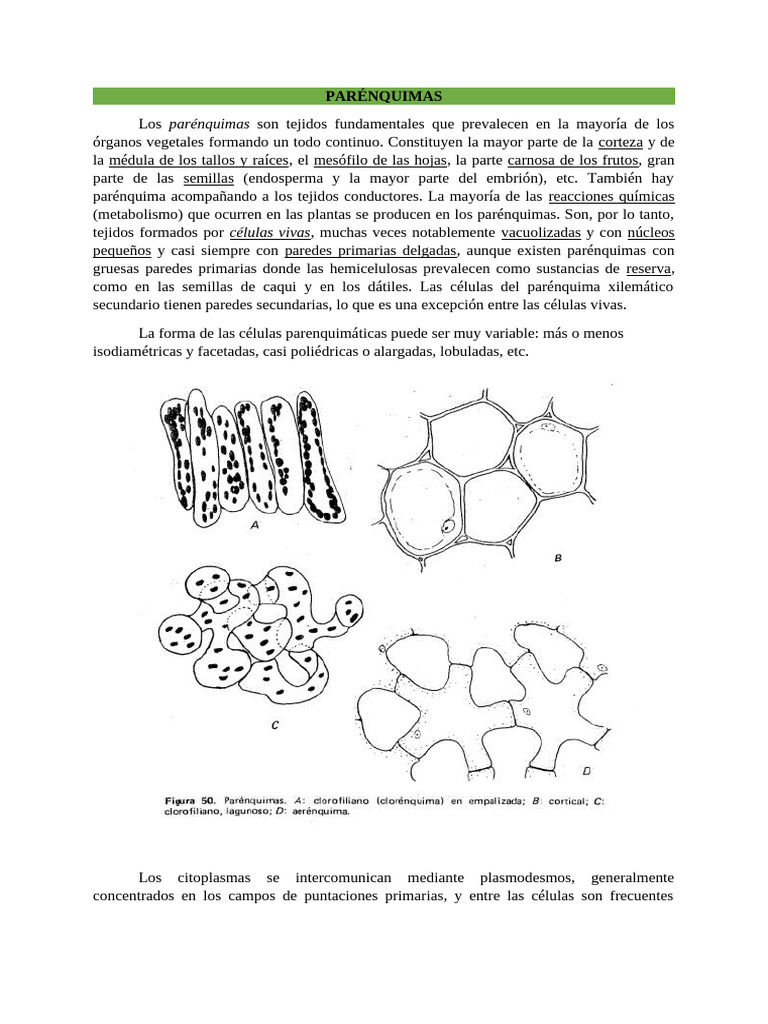 5 - Parénquima y Epidermis | PDF | Estoma | Organismos
