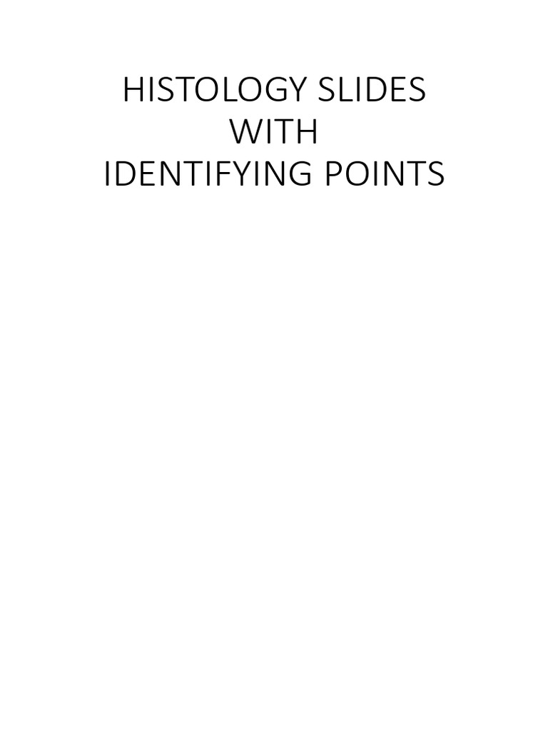 Histology Slide With Identifying Pts 1 241028 152640 Pdf Lymph Node Epithelium