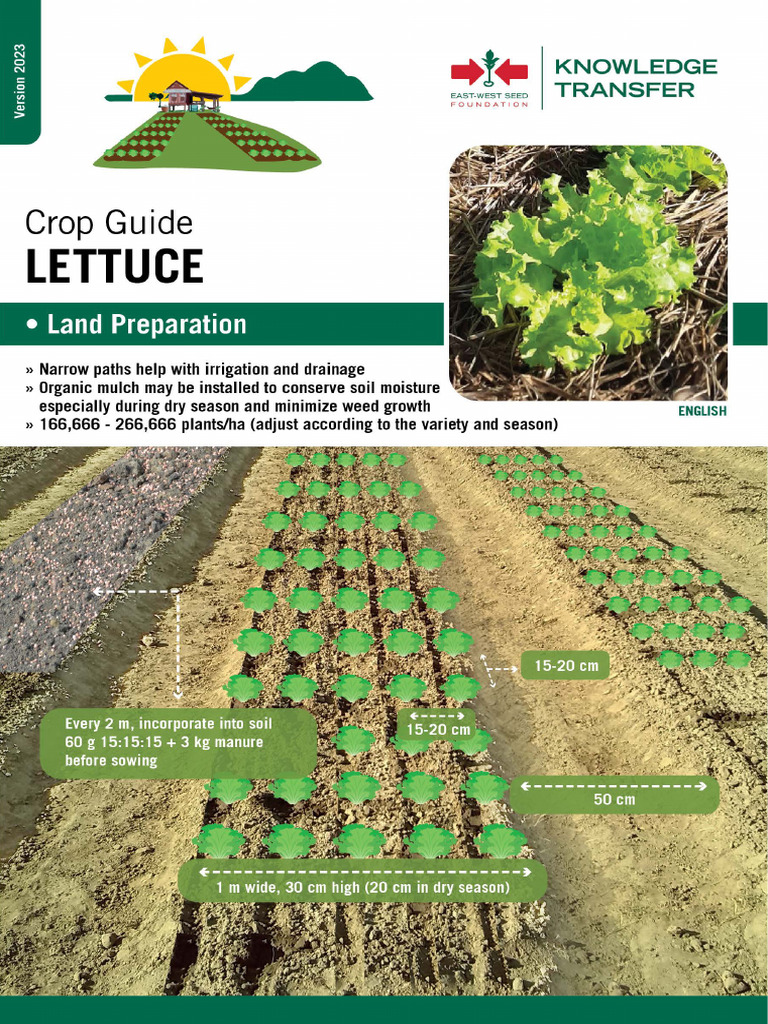 Lettuce | PDF