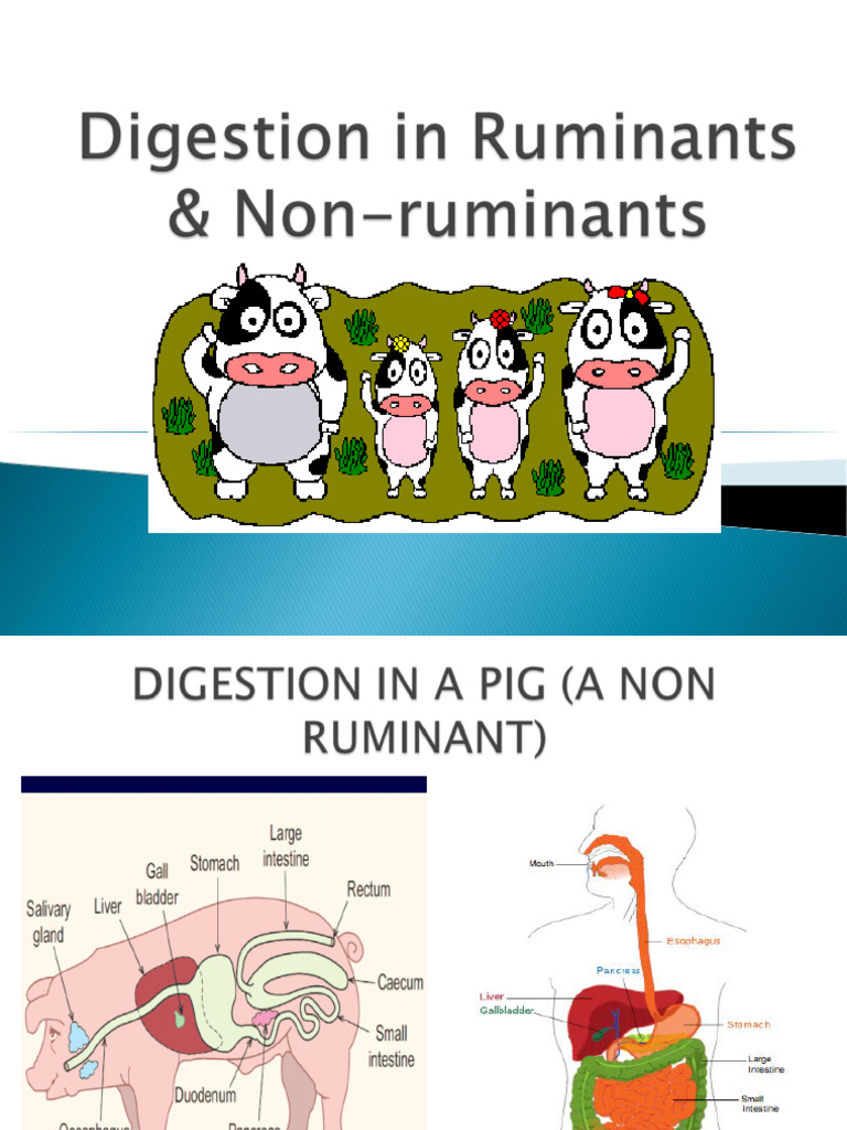 Module 4.2 Digestion in Ruminants & Non-Ruminants | PDF | Digestion ...