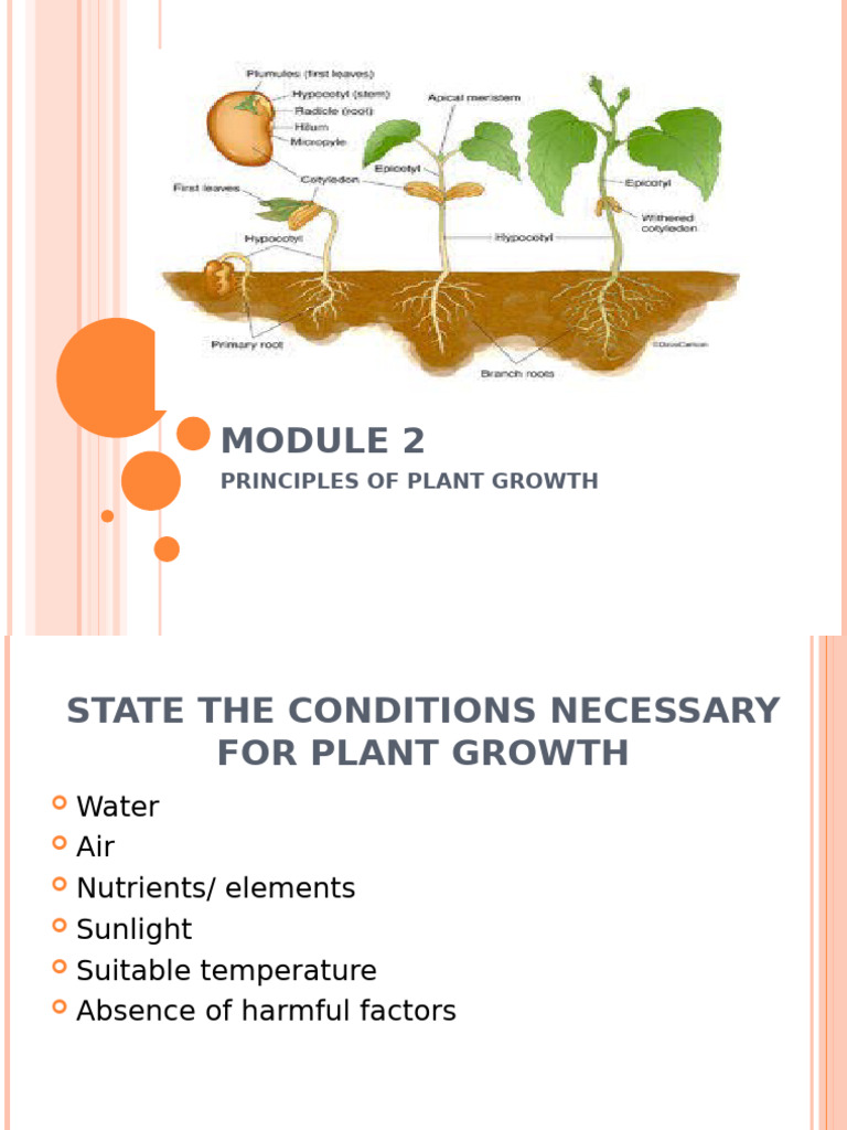 Principles of Plant Growth and Structure | PDF | Flowers | Pollination