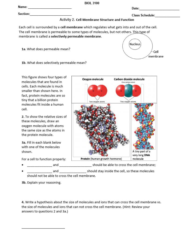 Laboratory Activity No. 3 | PDF | Cell Membrane | Cell (Biology)