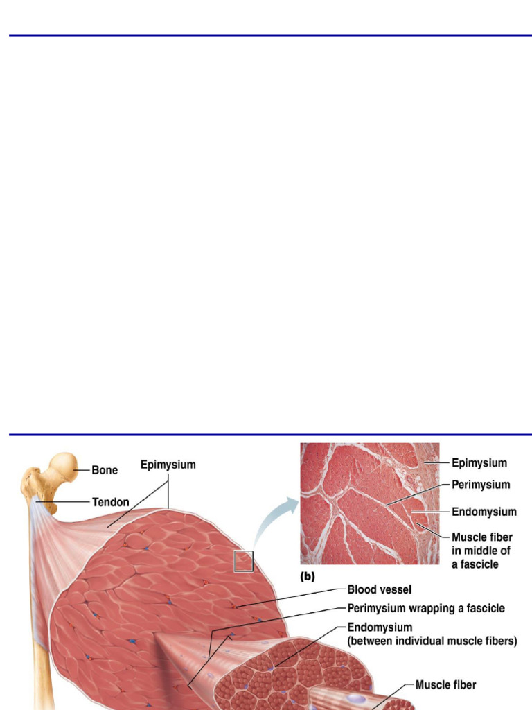 Chap 4 Muscles | PDF | Muscle Contraction | Muscle