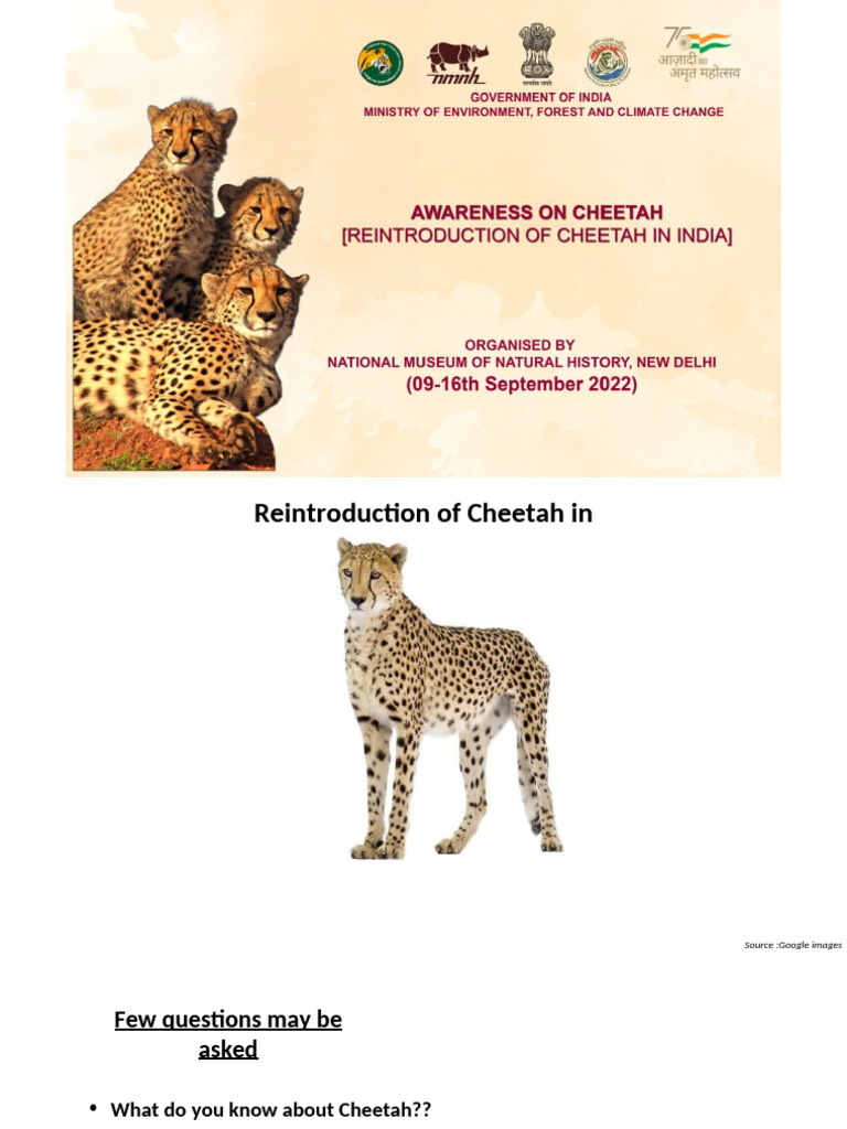 Cheetah Reintrodcution in India | PDF | Natural Environment | Organisms