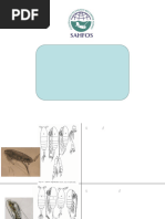 Crab Morphology: Structure and Function | PDF | Abdomen | Crab