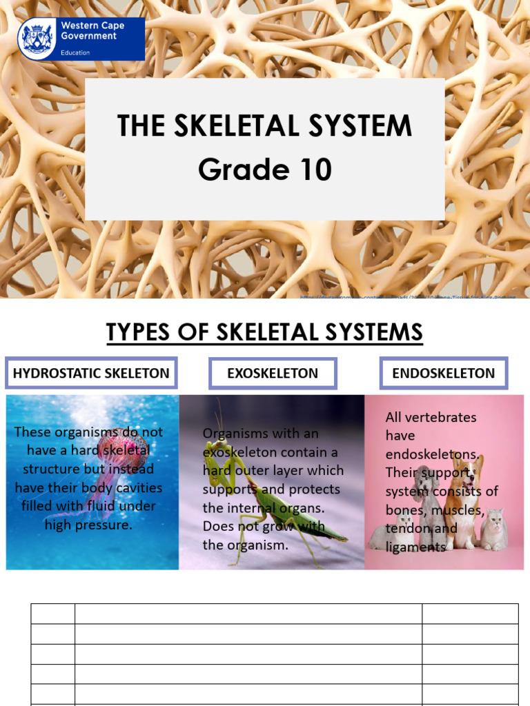 Life Science Grade 10 (Human Skeleton) | PDF | Vertebral Column | Skeleton