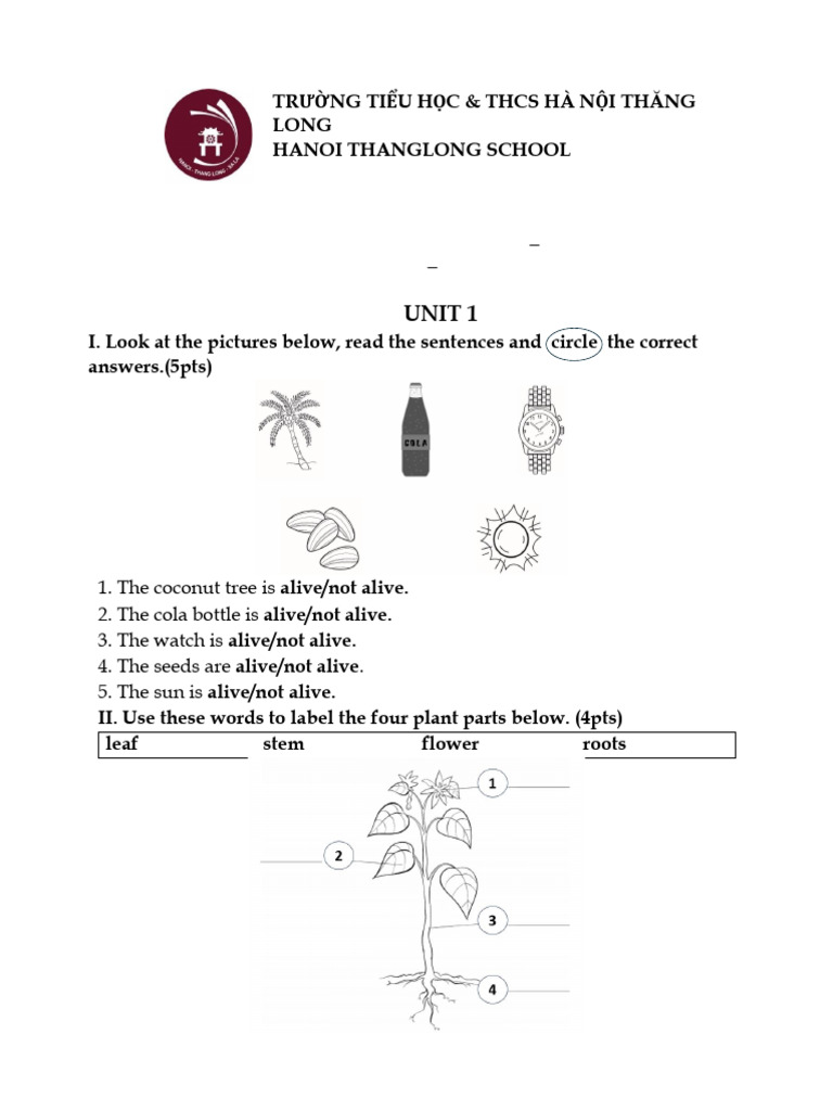 Worksheet Revision Term 2 | PDF | Plants | Shadow