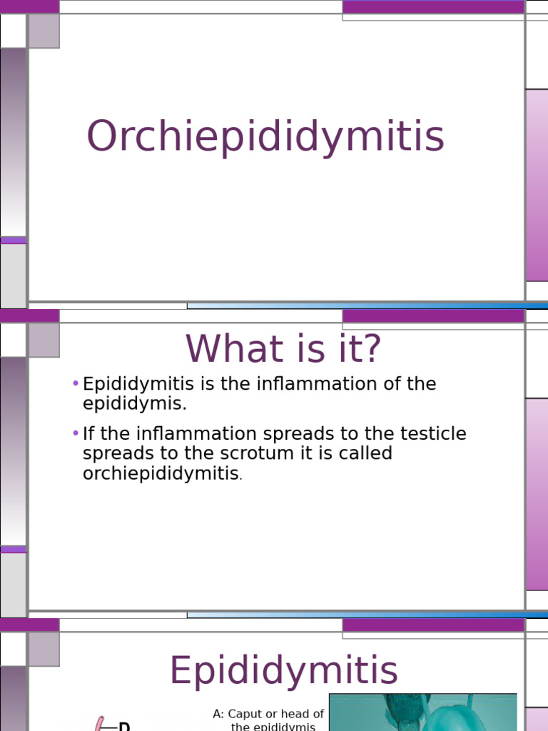 Epididymo Orchitis (Group 10) 1 | PDF | Medical Specialties | Diseases ...