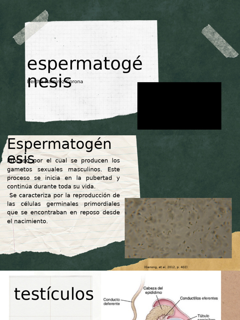 Ciclo Completo de Espermatogénesis | PDF | Testículo | Anatomia animal