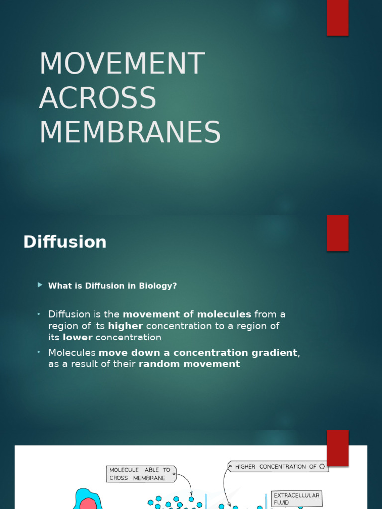 Movement Across Membranes | PDF | Osmosis | Diffusion