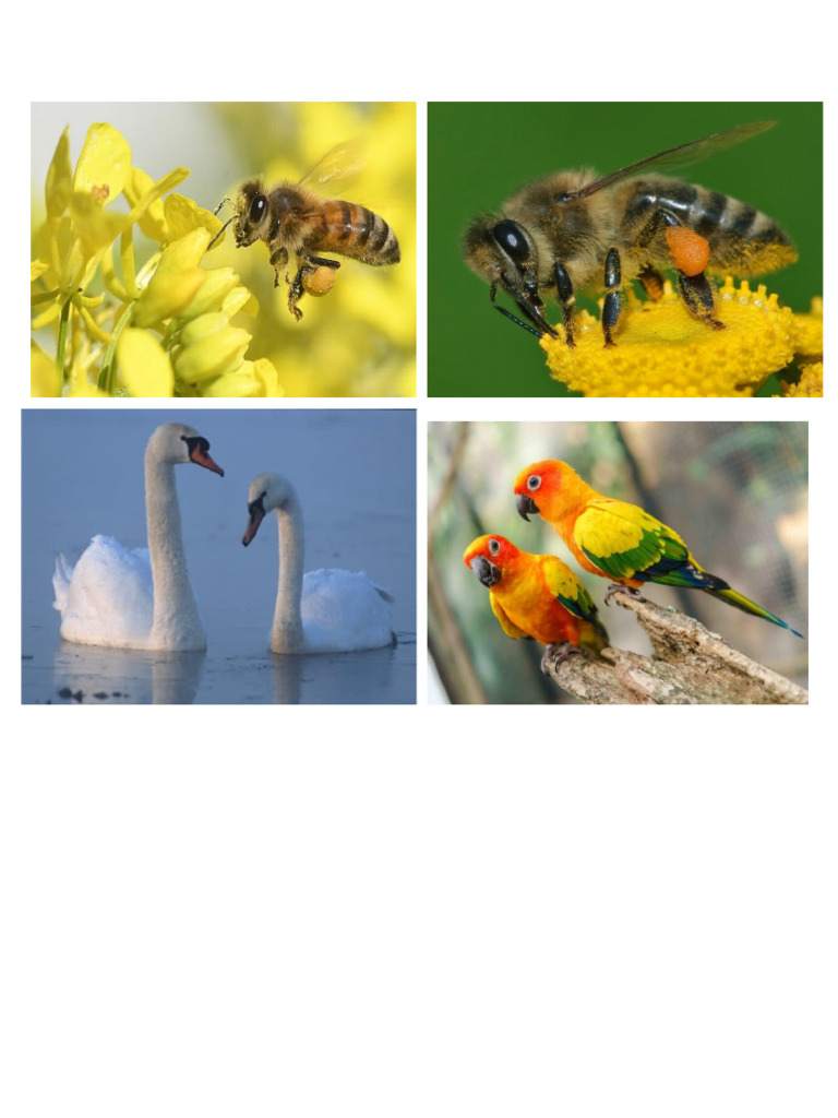 Individual Els | PDF