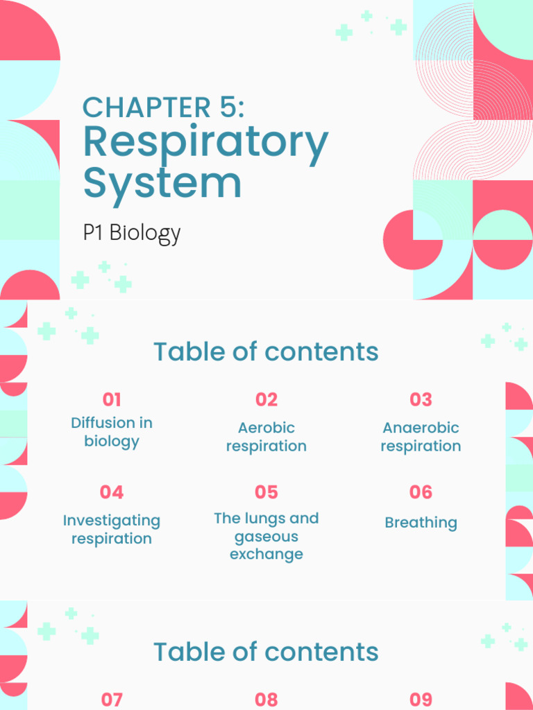 P1 Bio Unit 5 - Respiration - The Respiratory System | PDF | Respiratory Tract | Breathing