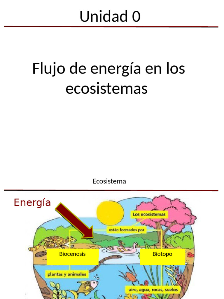 Flujo de Materia y Energia en El Ecosistema | PDF | Ecología | Ecología de sistemas