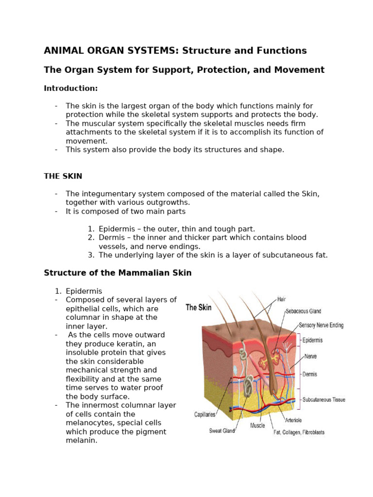 Animal Organ Systems Overview | PDF | Bone | Skin