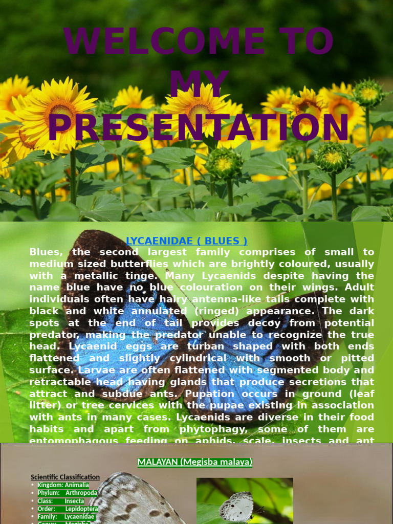 Butterfly Presentation | PDF | Lepidoptera | Insects