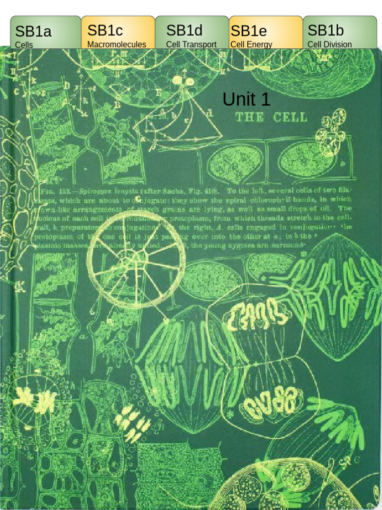 Unit 1 Cells - Cell Energy - Cell Reproduction ReviewAsmt1.1 | PDF ...